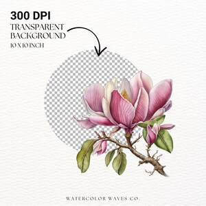 Spring Magnolias PNG | Watercolor Magnolia Clipart Bundle | Magnolia Tree | Flowers Clipart ...