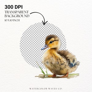 Fluffy Ducklings PNG | Chicks Clipart | Baby Ducks PNG | Duck ...