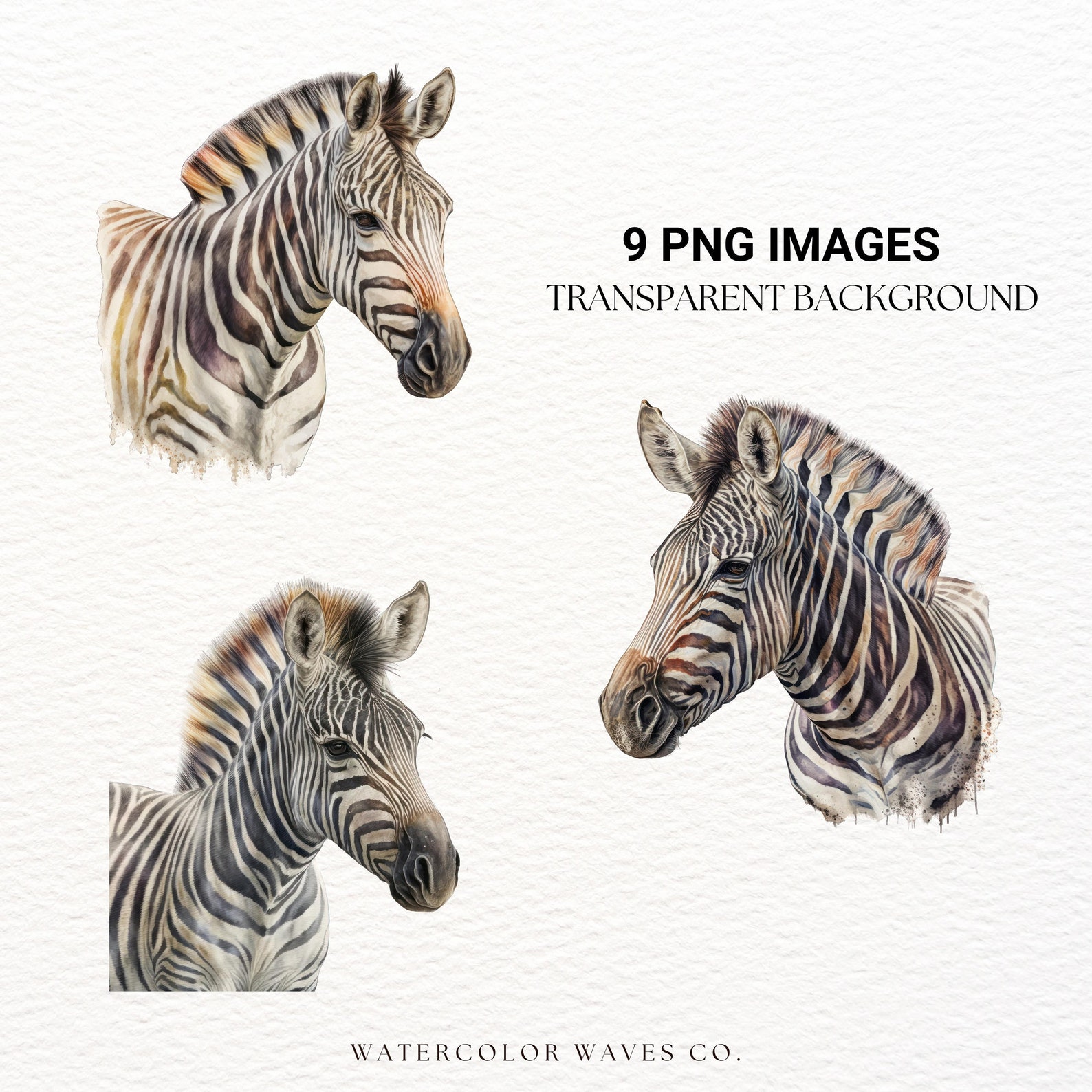 Zebra Clipart | Watercolor Zebra PNG | Safari Animals Clipart Bundle ...