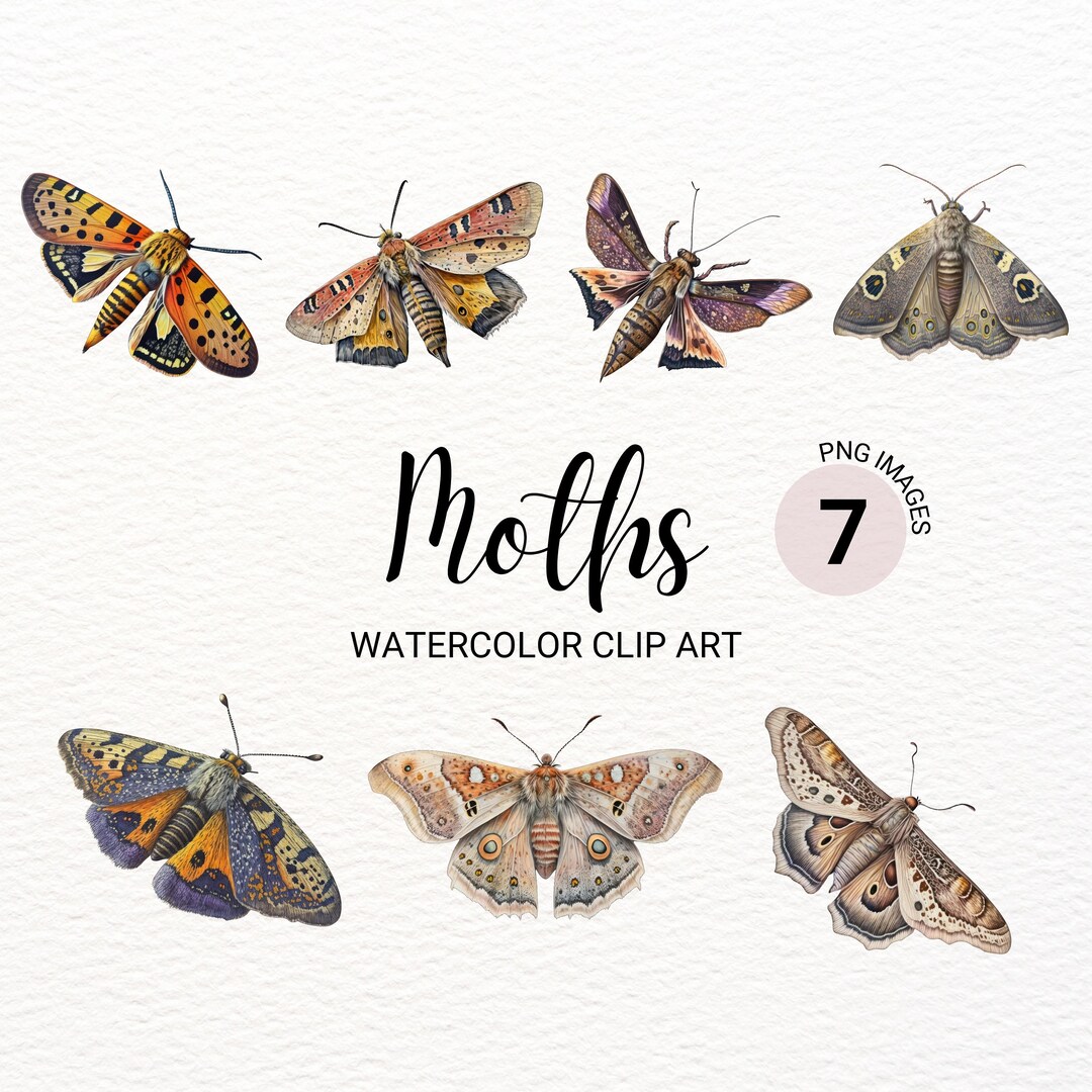 Watercolor Moth Clipart | Sphinx Moth | Watercolor Butterfly PNG ...