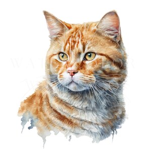 Ginger Tabby Cat Clipart | Watercolor Tabby Cat Clipart Bundle | Cute ...
