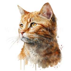 Ginger Tabby Cat Clipart | Watercolor Tabby Cat Clipart Bundle | Cute ...