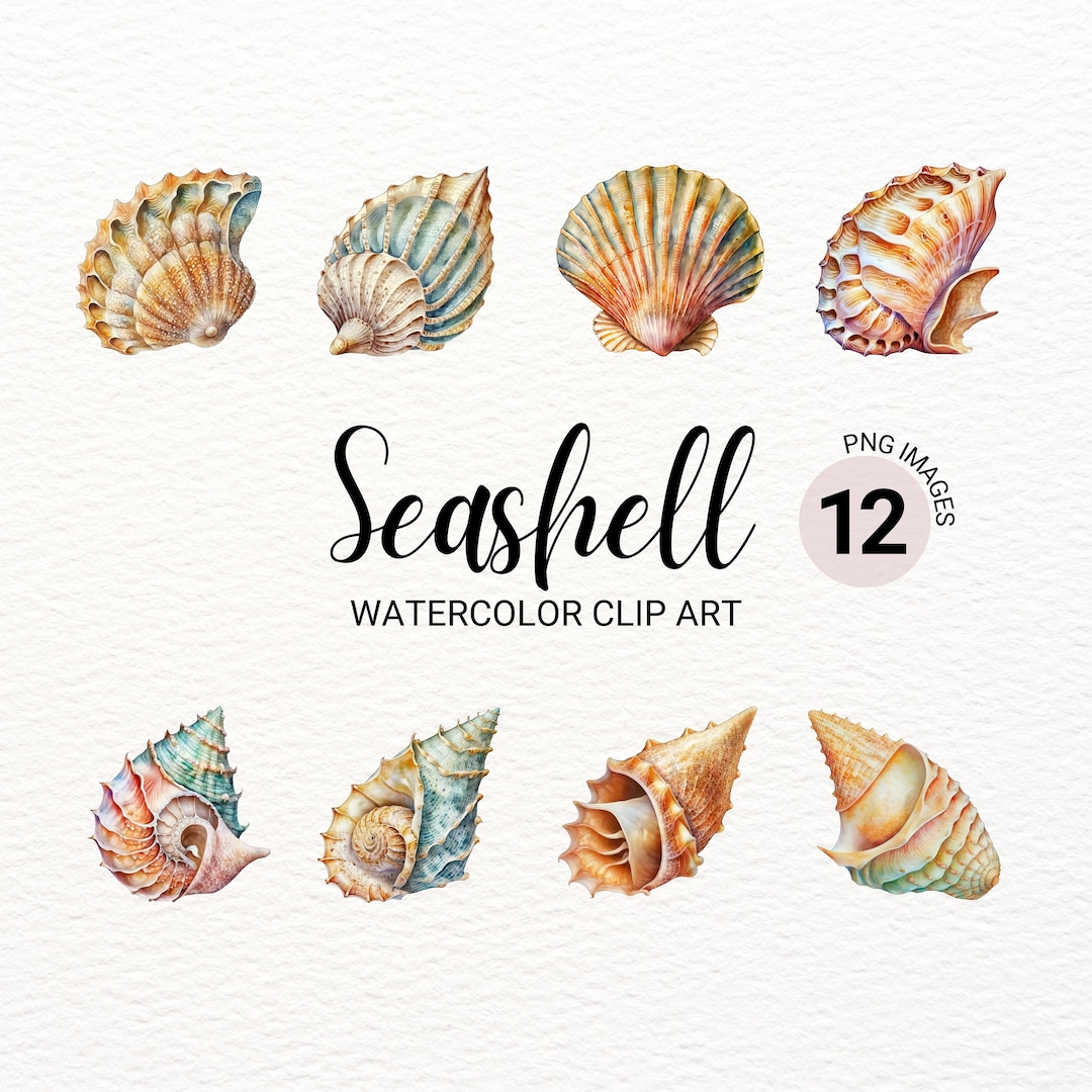 Sea Shell Clipart | Watercolor Seashell PNG | Summer Beach Clipart ...