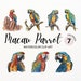 Watercolor Macaw Parrot Clipart Bird Clipart Jungle Bird PNG Digital ...