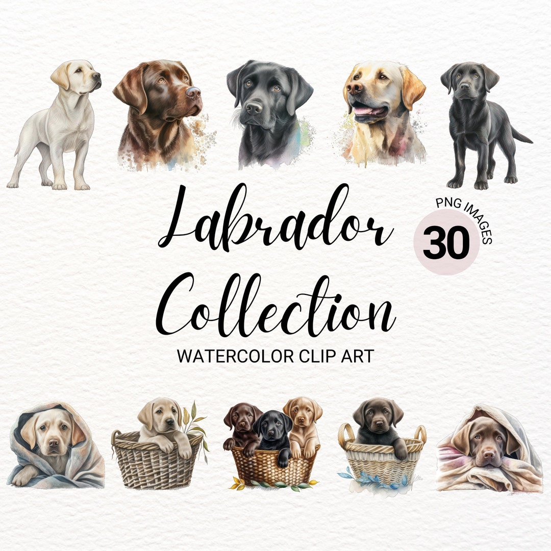 Labrador Retriever Puppies Clipart Collection | Black Lab PNG | Black ...