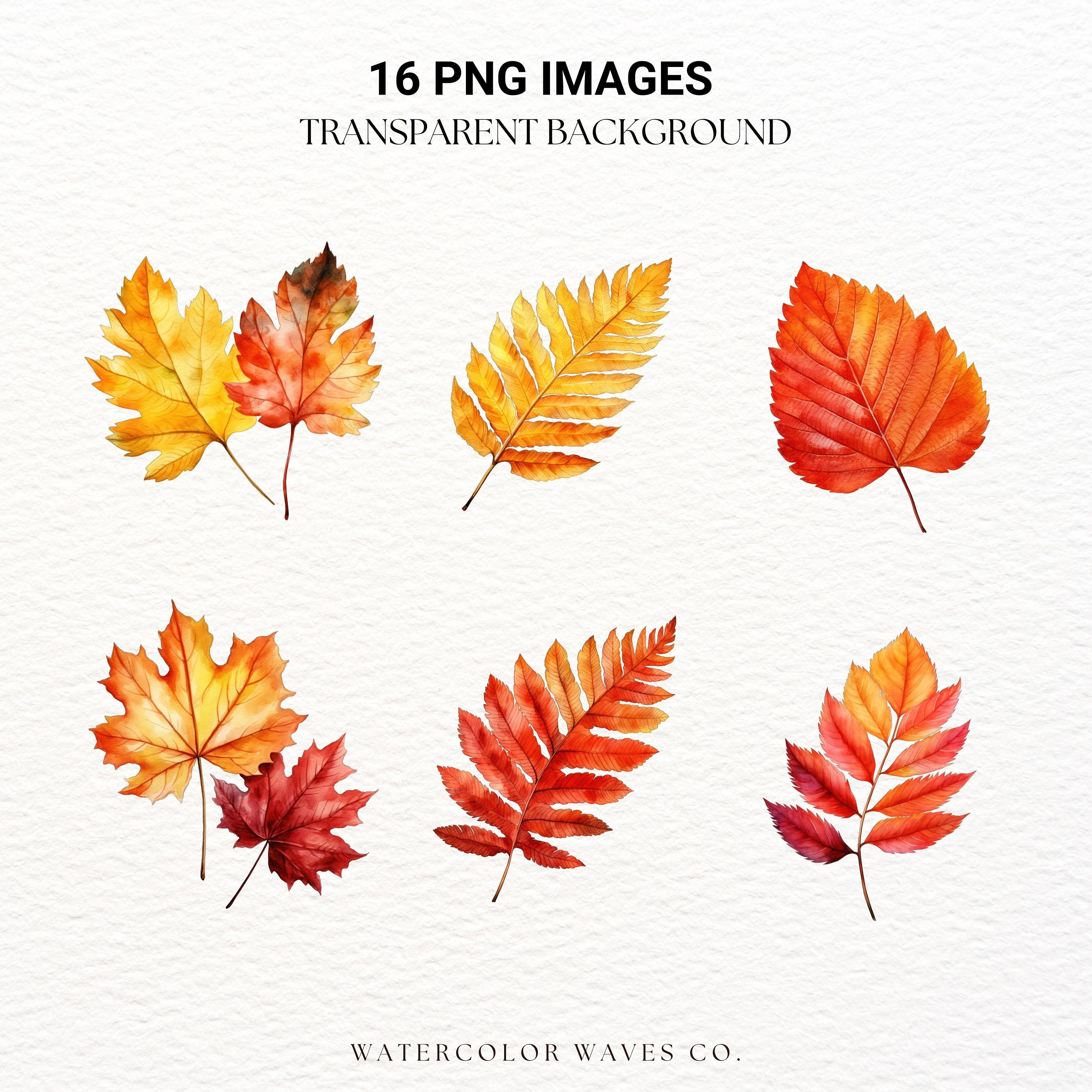 Autumn Leaves Clipart | Fall Leaf PNG | Watercolor Floral PNG | Digital ...