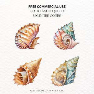 Sea Shell Clipart | Watercolor Seashell PNG | Summer Beach Clipart ...