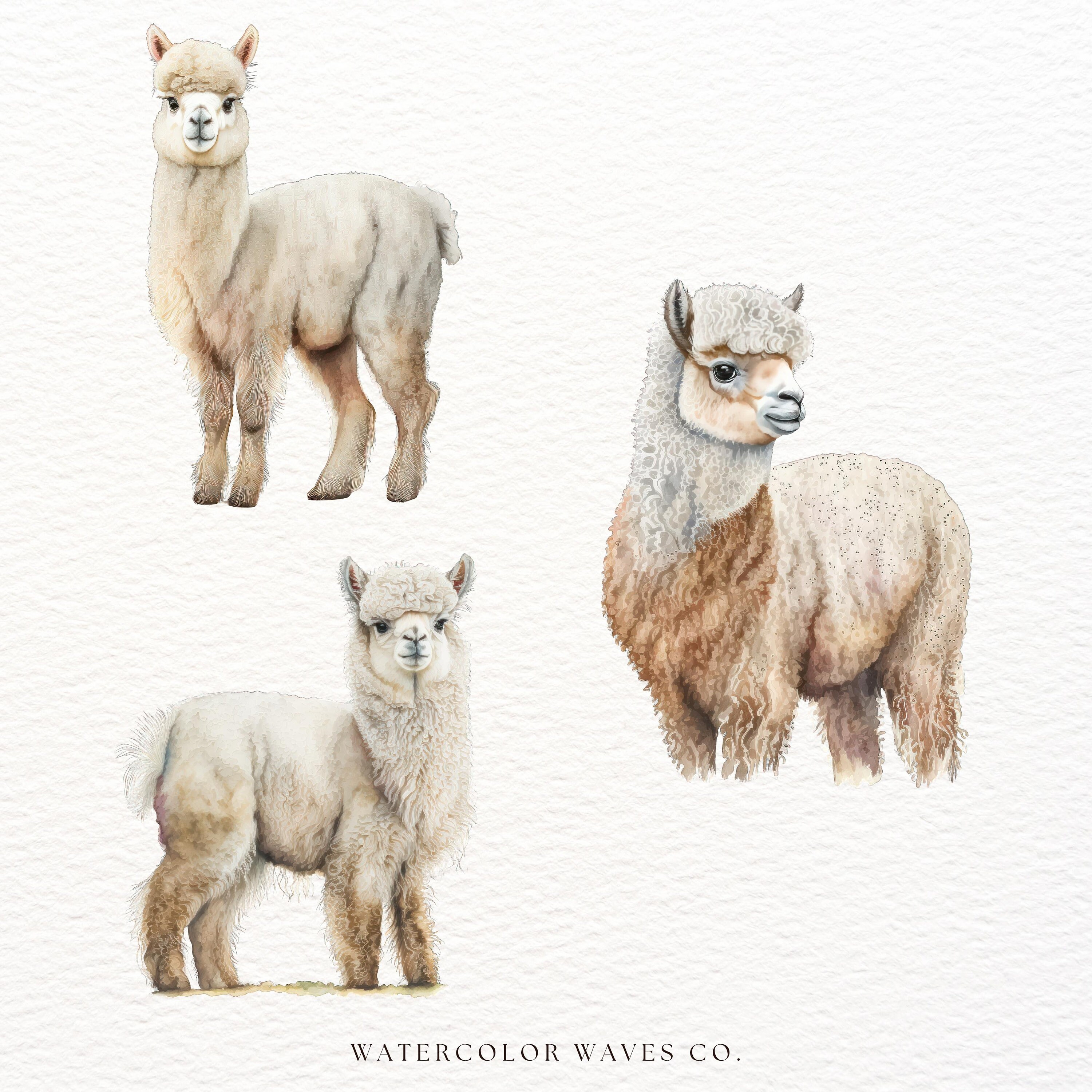 Watercolor Alpaca Clipart Farm Animals PNG Nursery Wall - Etsy UK