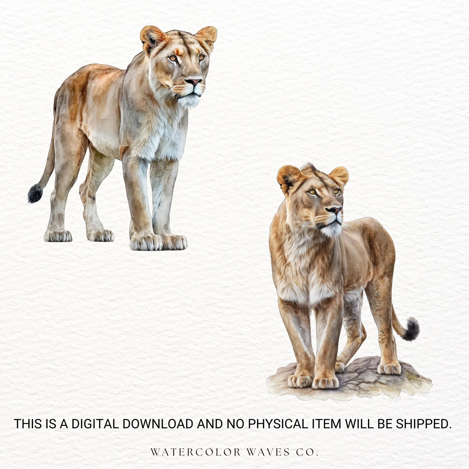 Lion Clipart | Watercolor Lion PNG | Safari Animals Clipart Bundle ...