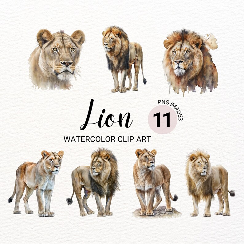 Lion Clipart | Watercolor Lion PNG | Safari Animals Clipart Bundle ...
