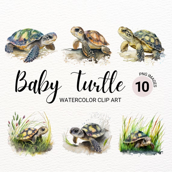 Baby Turtle Clip Art