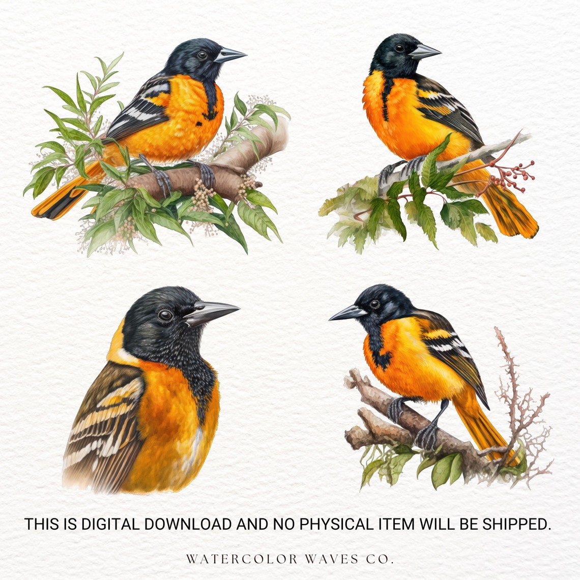 Baltimore Oriole Bird PNG | Baltimore Oriole Watercolor Bird Clipart ...