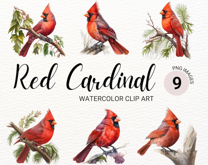 24 Red Cardinal Bird PNG Clipart, Bird PNG, Printable Watercolor ...