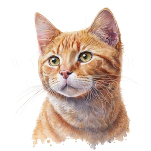 Ginger Tabby Cat Clipart | Watercolor Tabby Cat Clipart Bundle | Cute ...