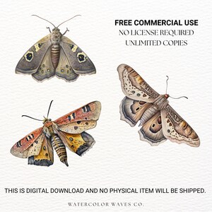 Watercolor Moth Clipart | Sphinx Moth | Watercolor Butterfly PNG ...