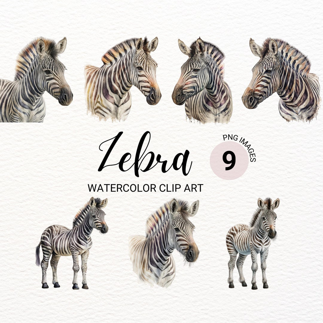 Zebra Clipart | Watercolor Zebra PNG | Safari Animals Clipart Bundle ...