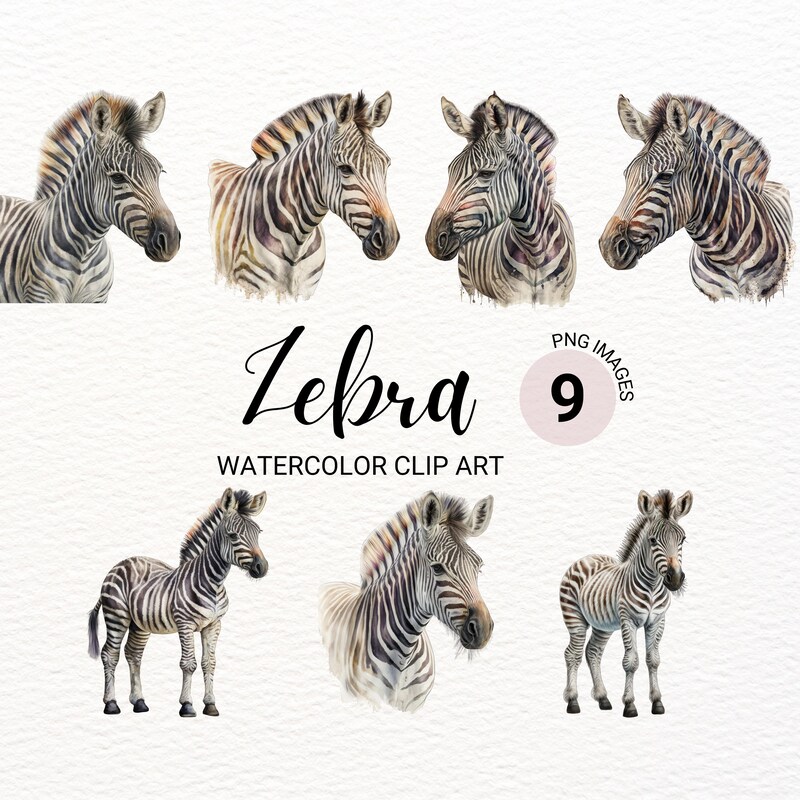 Zebra Clipart - Etsy