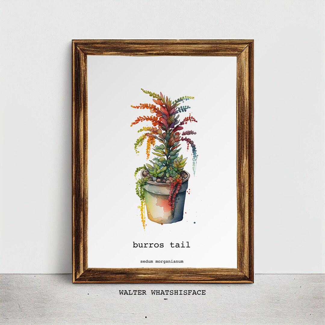 Burros Tail PRINTABLE Minimalist Botanical Watercolor Painting Digital ...