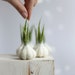 Needle Felted Garlic Set of Three, Easter Ornament, Summer Table Decor ...
