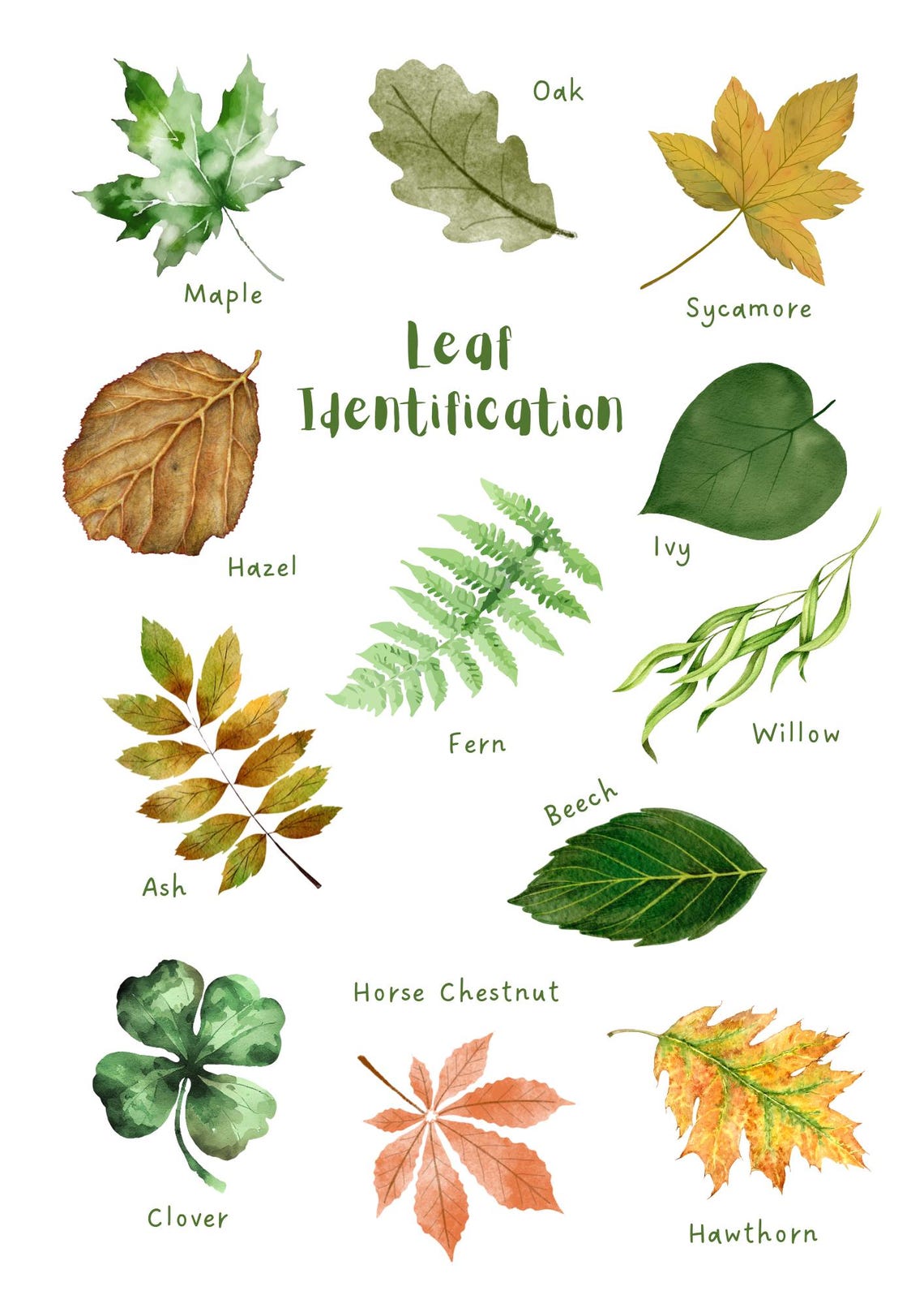 Leaf Identification Pack – Printable Tree ID Cards | Nature Study for ...