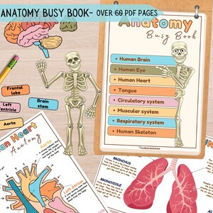Anatomy Mega Bundle for Kids, Interactive Anatomy Busy Book, Learning ...