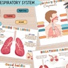Interactive Preposition Activity, Prepositions Flashcards, Hands on ...