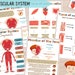 Heart Anatomy Printable Activity for Kids, Heart Diagram Matching Game ...