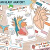 Anatomy Mega Bundle for Kids, Interactive Anatomy Busy Book, Learning ...