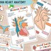 Heart Anatomy Printable Activity for Kids, Heart Diagram Matching Game ...