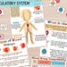 Human Skeleton Anatomy Learning Bundle, Skeleton Activity, Kids Bones ...