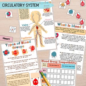 Circulatory System Activity, Blood Types & Compatibility Lesson, My ...
