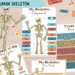 Human Skeleton Anatomy Learning Bundle, Skeleton Activity, Kids Bones ...