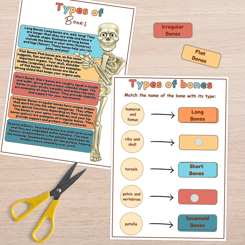Human Skeleton Anatomy Learning Bundle, Skeleton Activity, Kids Bones ...