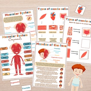 Anatomy Mega Bundle for Kids, Interactive Anatomy Busy Book, Learning ...