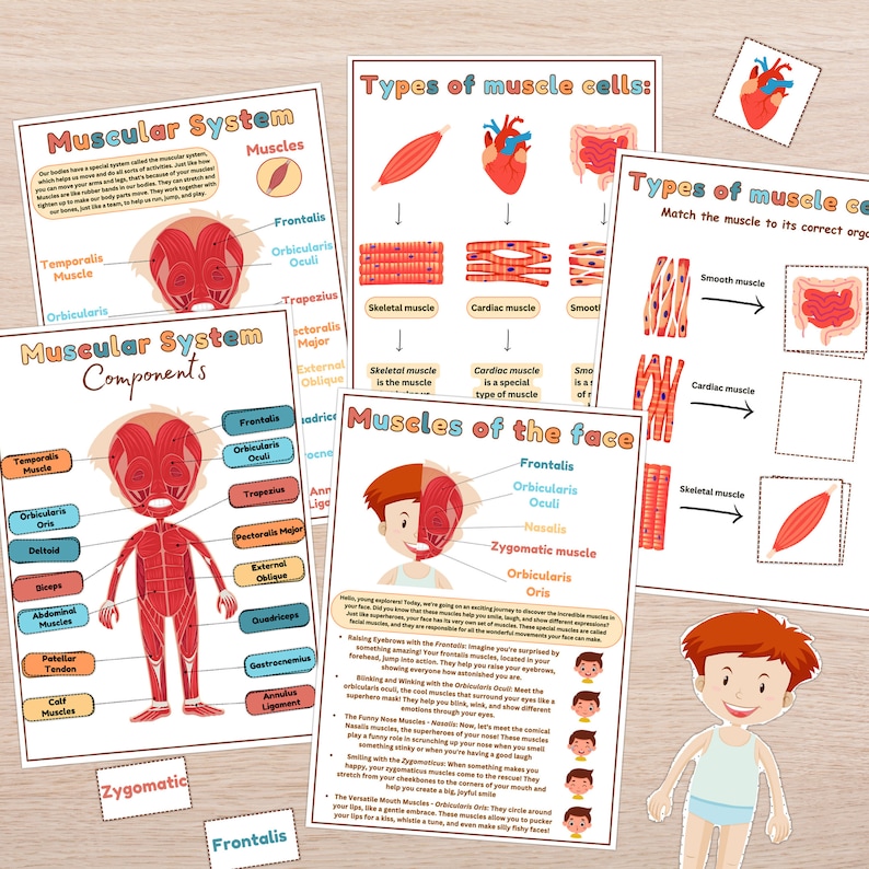 Anatomy Mega Bundle for Kids Interactive Anatomy Busy Book - Etsy