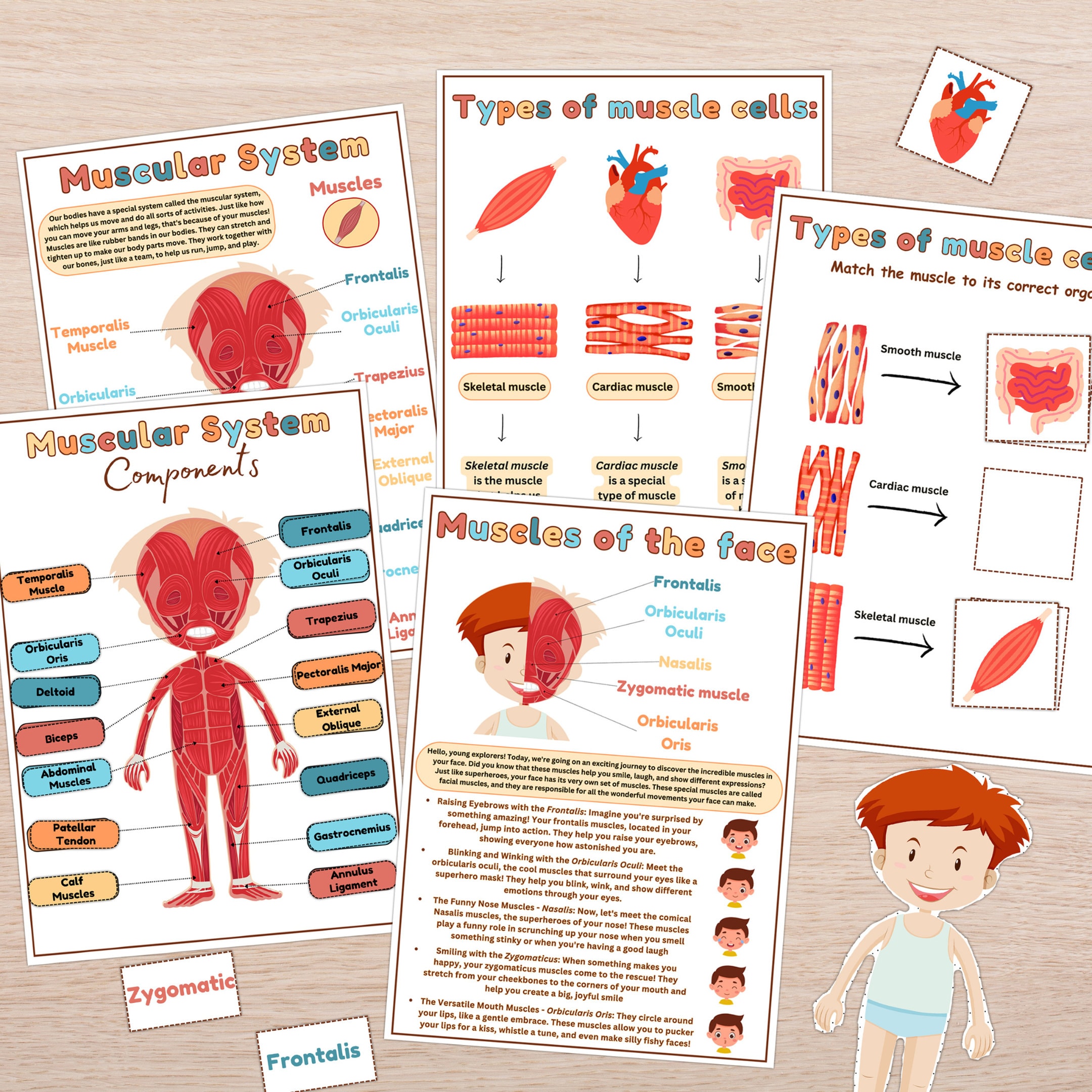 Anatomy Mega Bundle for Kids Interactive Anatomy Busy Book - Etsy