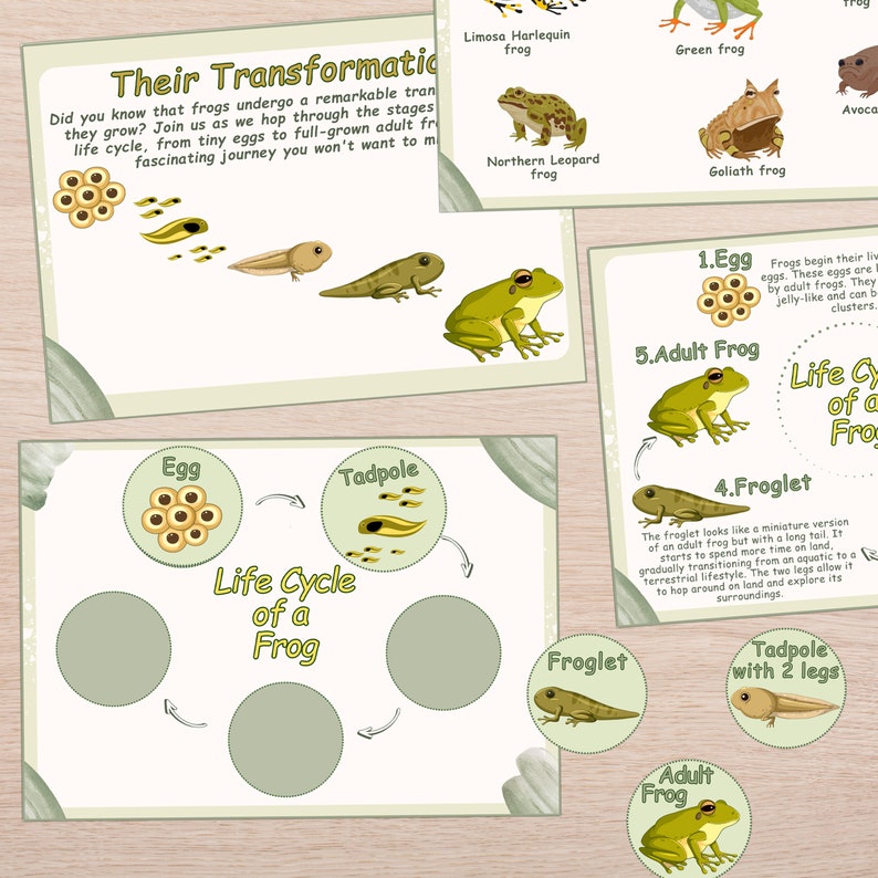 Frog Unit Study Kids, Frogs Amphibian Life Cycle & Anatomy Learning ...