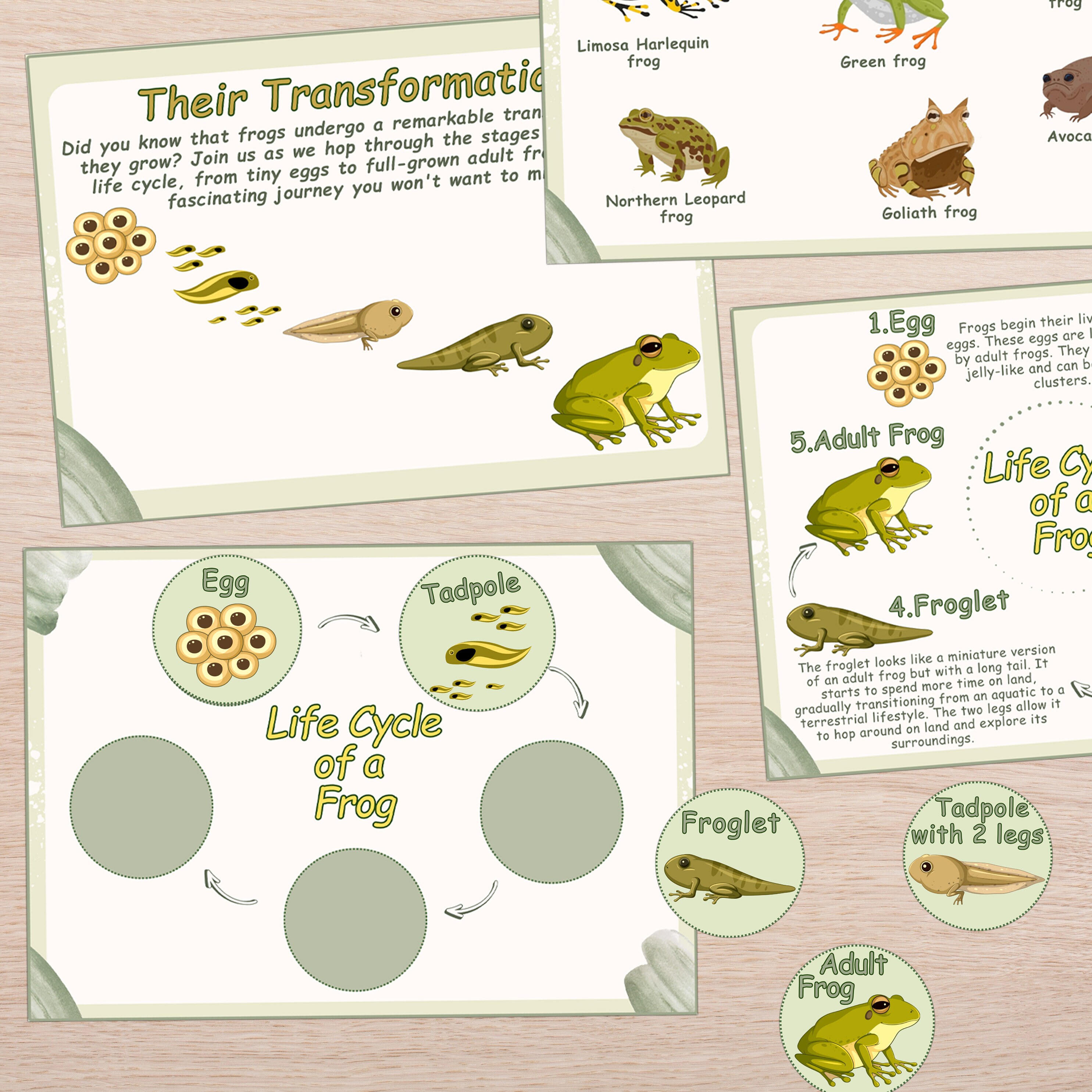 Frog Unit Study Kids, Frogs Amphibian Life Cycle & Anatomy Learning ...