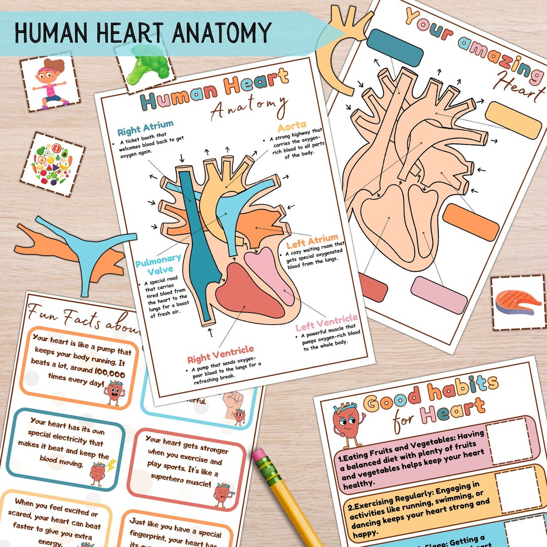 Heart Anatomy Printable Activity for Kids, Heart Diagram Matching Game ...