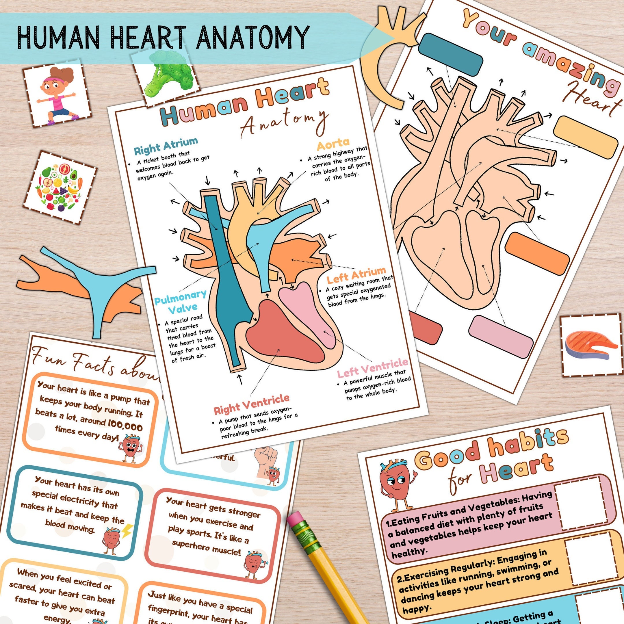 Heart Anatomy Printable Activity for Kids, Heart Diagram Matching Game ...