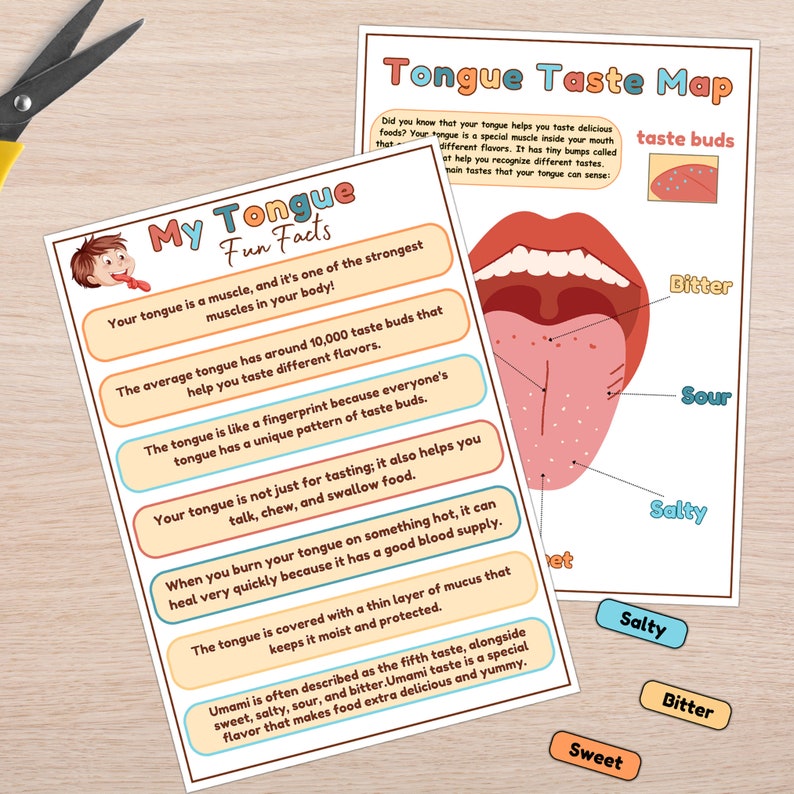 Tongue Taste Map Activity: Anatomy Learning Binder Pages (digital ...