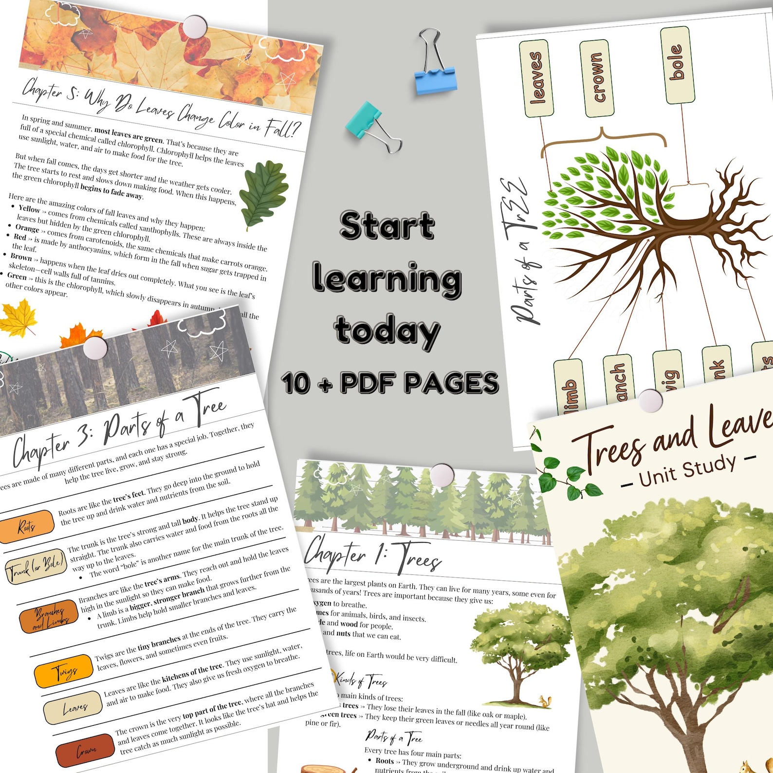 Trees and Leaves Unit Study for Kids | Fall Homeschool Printable ...