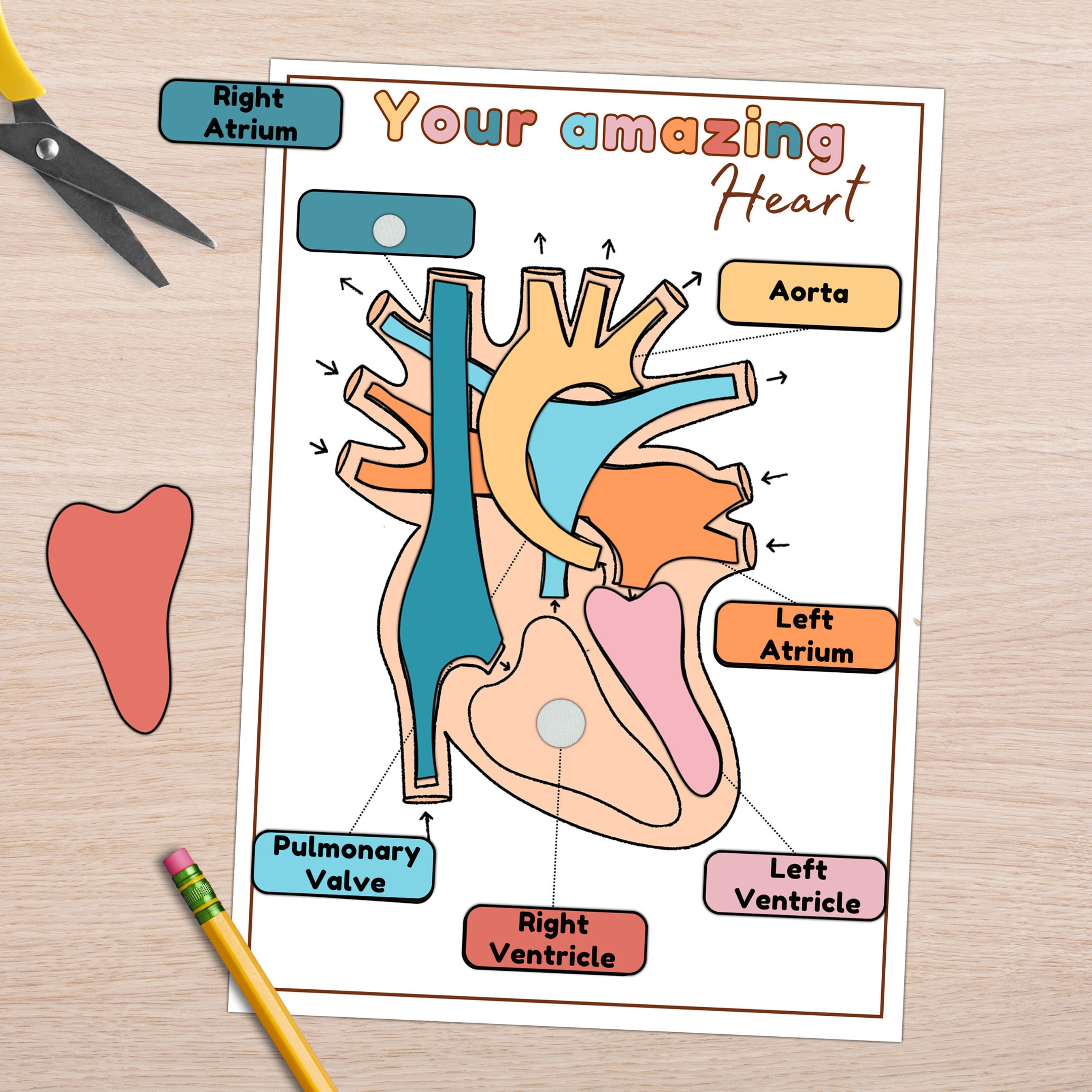 Heart Anatomy Printable Activity for Kids, Heart Diagram Matching Game ...