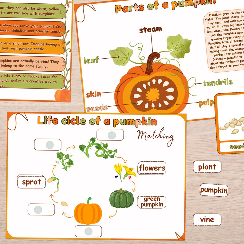 Pumpkin Life Cycle & Anatomy Study: Montessori Science Printable (PDF ...
