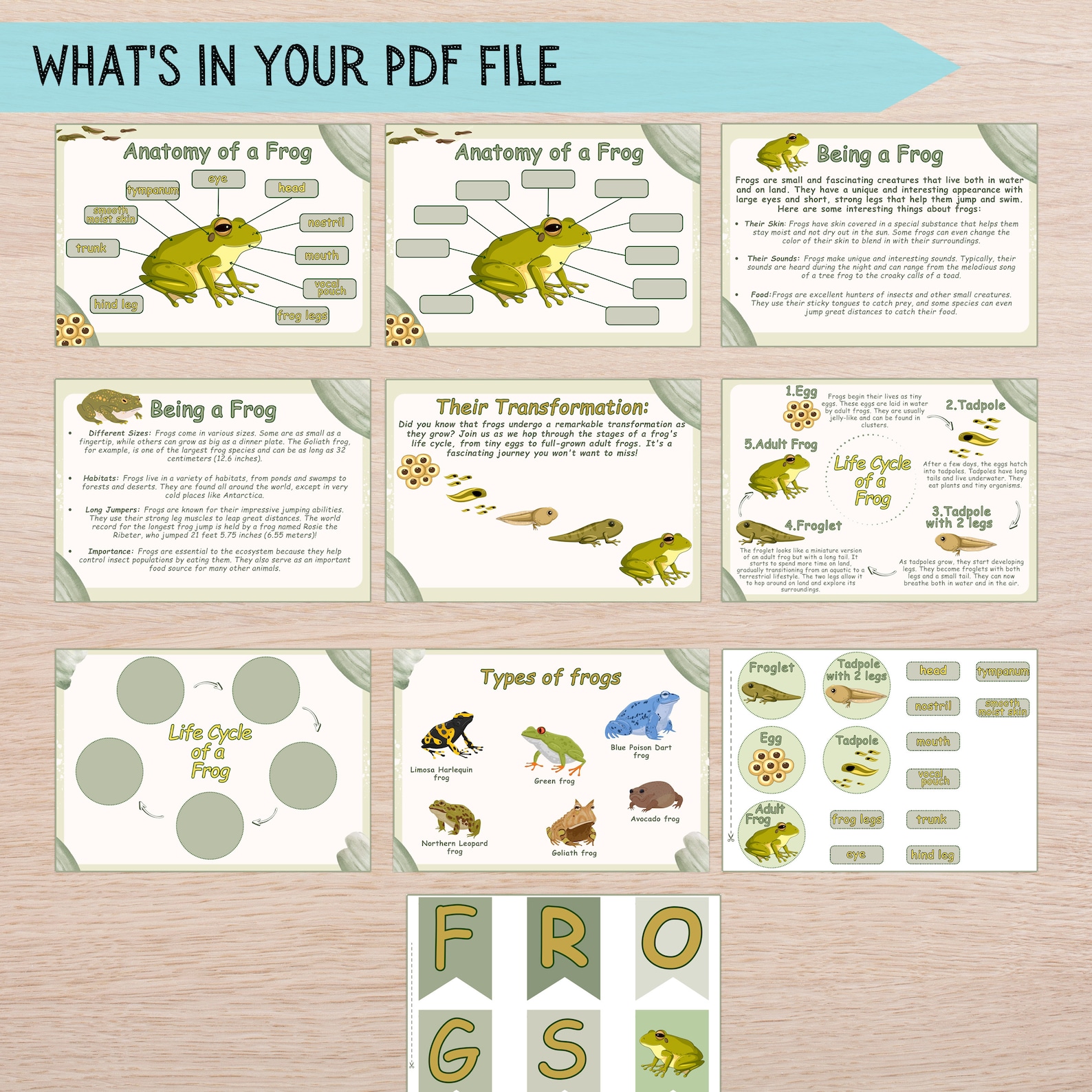Frog Unit Study Kids, Frogs Amphibian Life Cycle & Anatomy Learning ...