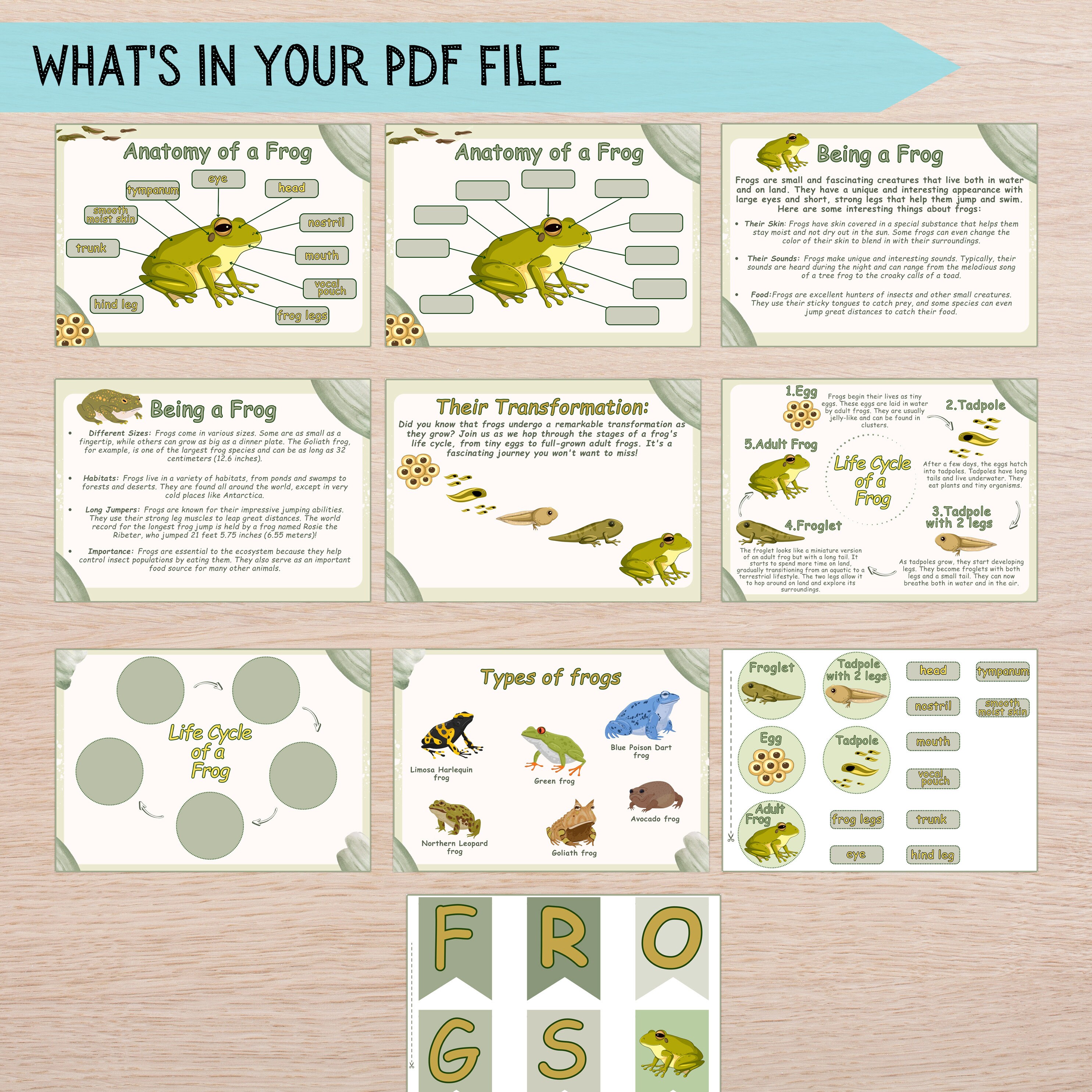 Frog Unit Study Kids, Frogs Amphibian Life Cycle & Anatomy Learning ...