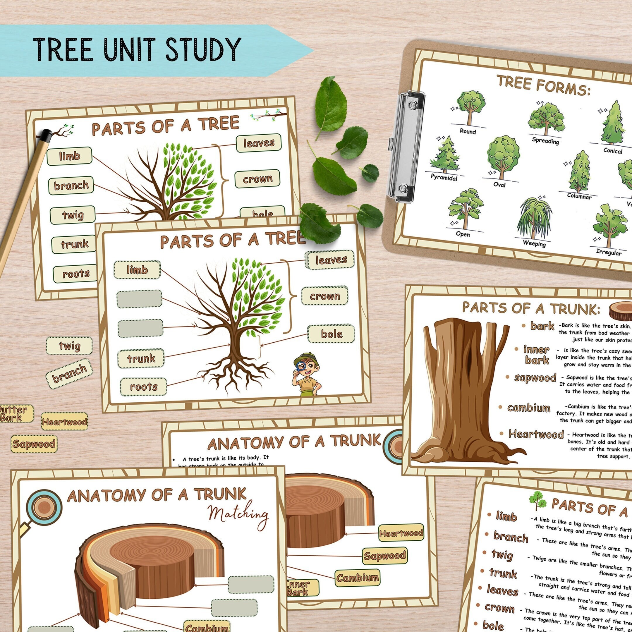 Tree Unit Study for Kids, Anatomy of a Tree & Trunk, Nature Study ...