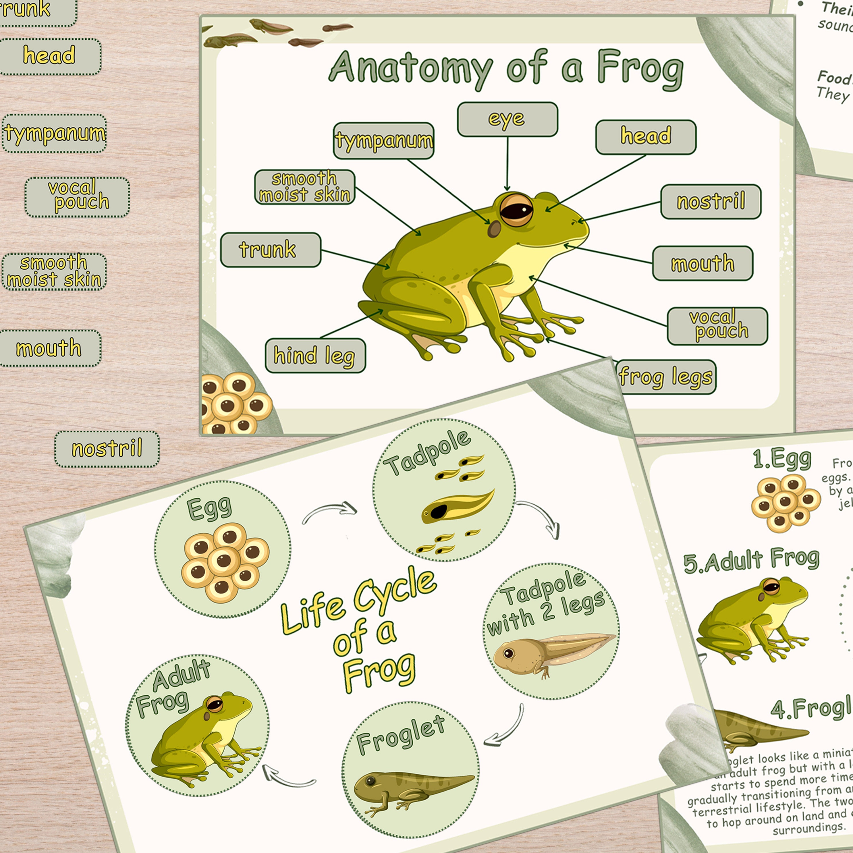 Frog Unit Study Kids, Frogs Amphibian Life Cycle & Anatomy Learning ...