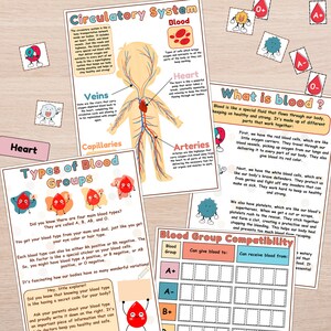 Anatomy Mega Bundle for Kids, Interactive Anatomy Busy Book, Learning ...