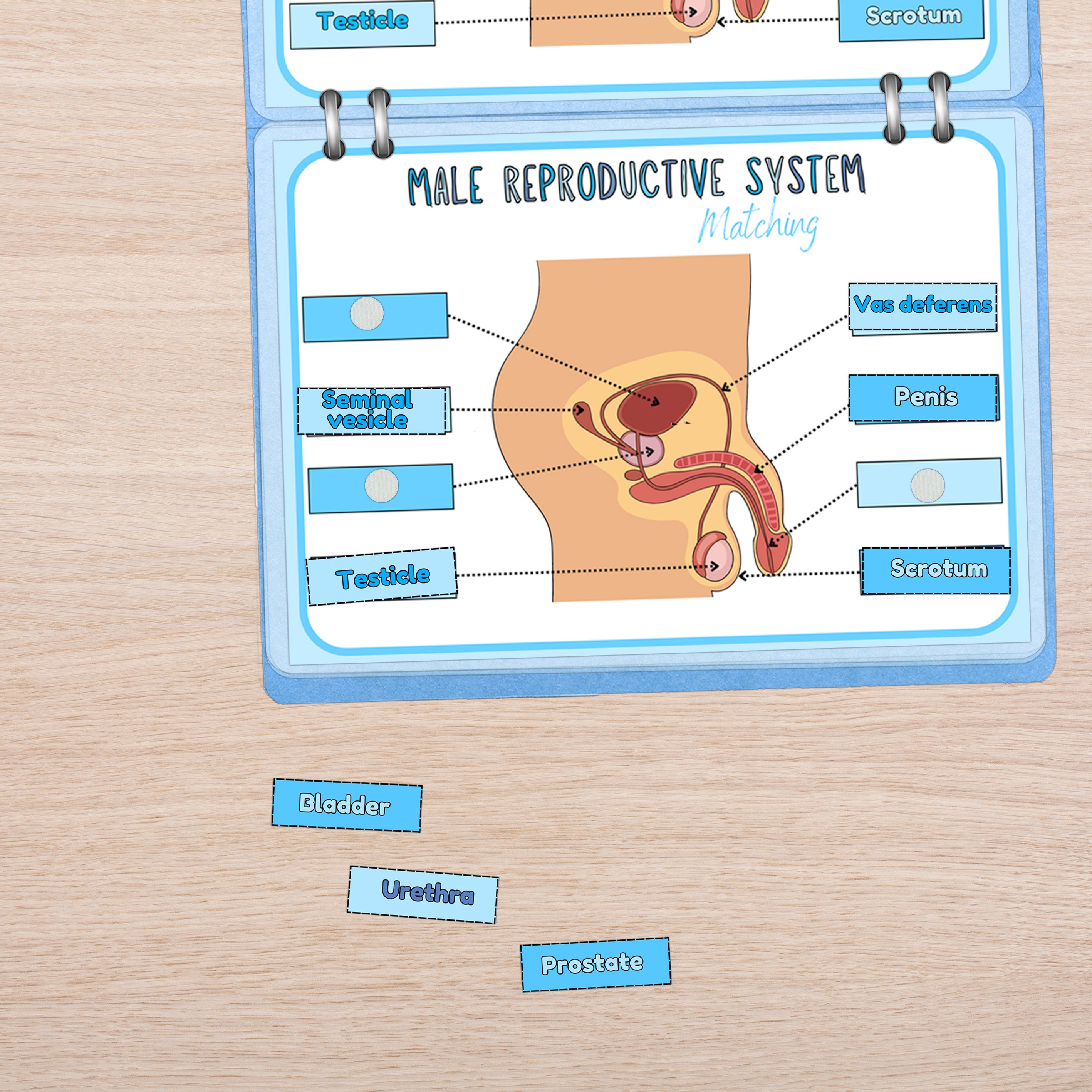 Boys Puberty Guide, Teenage Boy Book, Reproductive System, Autism, Boys ...